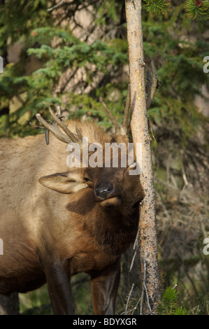 Elk (Cervus canadensis) bull scent-marking his territory by urinating ...