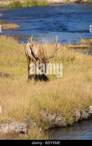 Bull elk (Cervus canadensis) posturing during the fall rutting season ...