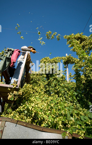 harvesting cut of hops in Kent Hop Garden Stock Photo - Alamy