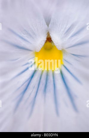 Close-up of pansy flower Stock Photo - Alamy