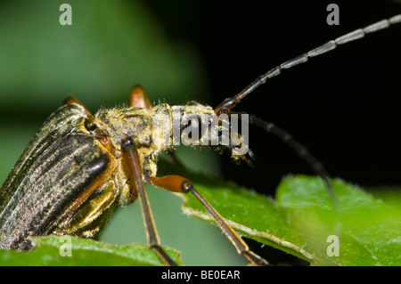 Variable Longhorn Beetle (Stenochorus / Stenocorus meridianus Stock ...