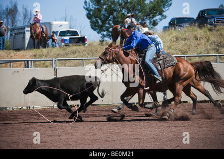 Women team roping a calf at rodeo Stock Photo - Alamy