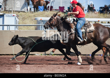 Women team roping a calf at rodeo Stock Photo - Alamy