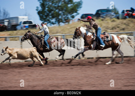 Women team roping a calf at rodeo Stock Photo - Alamy