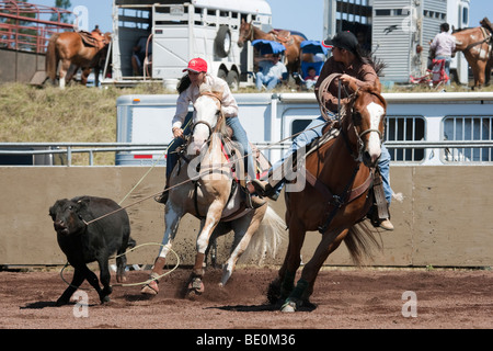 Women team roping a calf at rodeo Stock Photo - Alamy