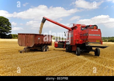 Grain is discharged from the combine harvester's unloading tube into a ...
