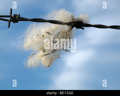 Sheep wool caught on wire fence Stock Photo - Alamy