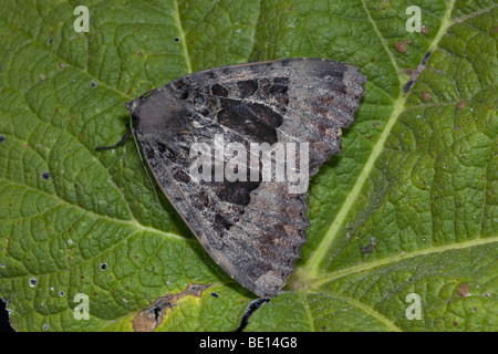 Old Lady (Mormo maura) moth Stock Photo - Alamy