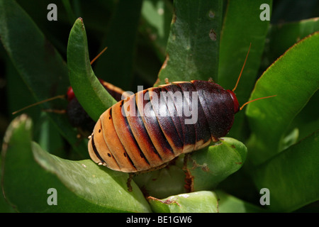 Cape Mountain Cockroach (Aptera fusca) female abdomen, South Africa ...