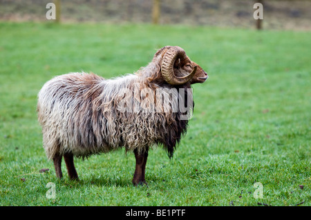 A long horned woolly ram in a field Stock Photo - Alamy