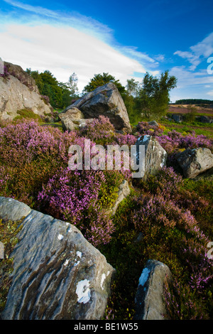 Rocky outcrop & flowering heather on Harbottle Crags in Stock Photo ...