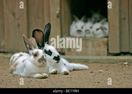rabbits at a petting zoo Stock Photo: 25860179 - Alamy