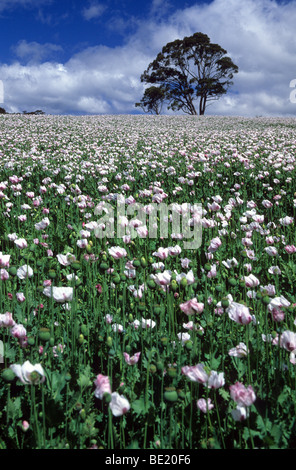 Poppy Field in Tasmania - Australia Stock Photo - Alamy