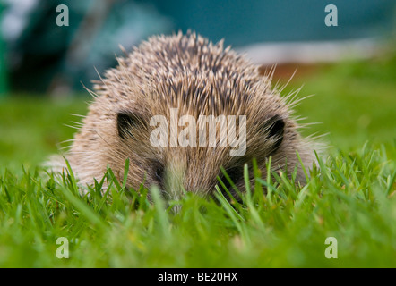 Young Hedgehog in Hiding Stock Photo - Alamy