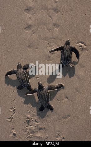 endangered leatherback sea turtle hatchlings, Dermochelys coriacea ...