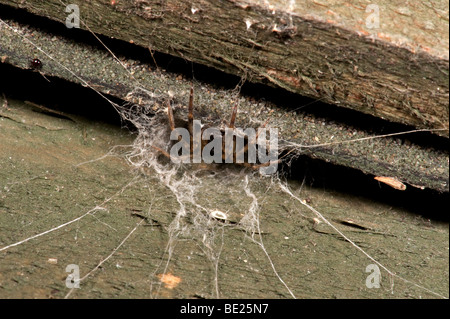 tunnel web spider Stock Photo - Alamy