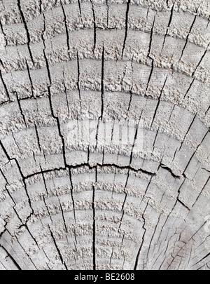 Log tree rings end grain Stock Photo - Alamy