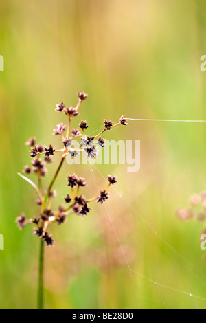 Sharp-flowered Rush Juncus acutiflorus Stock Photo - Alamy