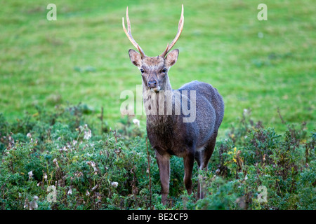 Sika deer buck (Cervus nippon) at the Scottish Deer Centre, Bow of Fife ...