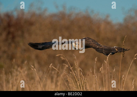 common buzzard flying Stock Photo - Alamy