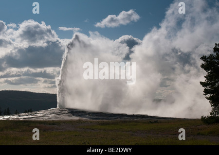Evening eruption of Old Faithful geyser with tree and snow, Yellowstone ...