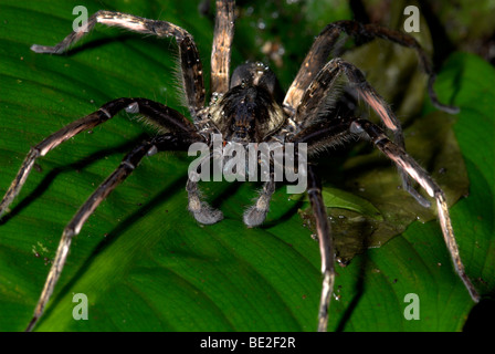 Wandering Spider Family: Ctenidae Guayacan Provincia de Limon Costa ...
