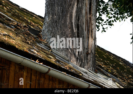 Big Tree growing out of house roof Stock Photo - Alamy