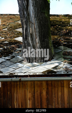 Big Tree growing out of house roof Stock Photo - Alamy