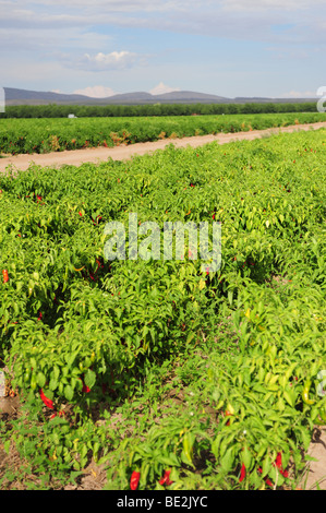 USA Hatch, New Mexico-fields of chili peppers at harvest time-red and ...