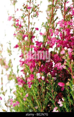 Bell heather (Erica species): flowering stem. Coloured nature print ...
