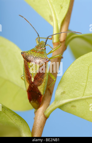 Hawthorn Shield Bug Stock Photo - Alamy