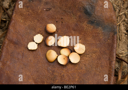 Marama beans (Tylosema esculenta) are gathered and roasted by the Naro ...