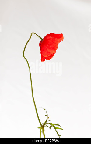 Red poppy flower after rain close up Stock Photo - Alamy