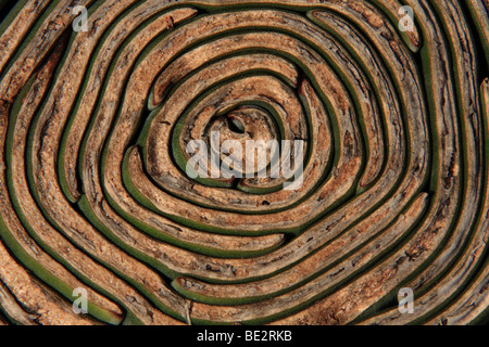 A close-up shot of an Agave americana plant, displaying its distinctive ...