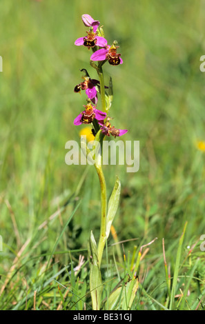 Bee orchid, Ophrys apifera, orchis, self-pollination, wild orchids ...