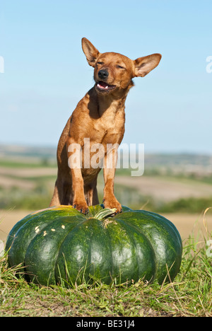Ratero, Ca Rater Mallorquin, standing on a meadow Stock Photo - Alamy