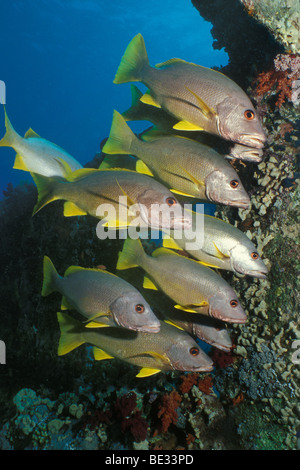 One spot snapper (Lutjanus monostigma) Taking in Red Sea, Egypt Stock ...