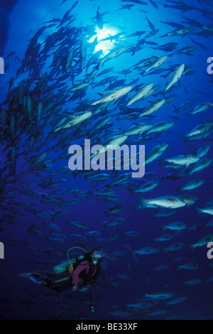 School of Bohar snapper (Lutjanus bohar) swimming in formation along a ...