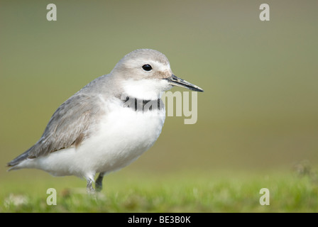 New Zealand Wrybill Stock Photo - Alamy