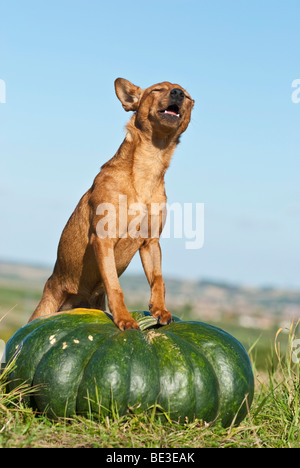 Ratero, Ca Rater Mallorquin, standing on a meadow Stock Photo - Alamy
