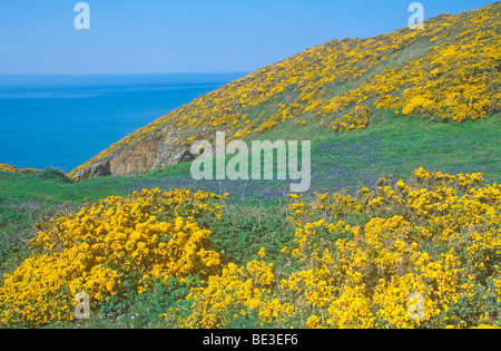 flower field near Cavern, Sark Island, Channel Islands Stock Photo - Alamy