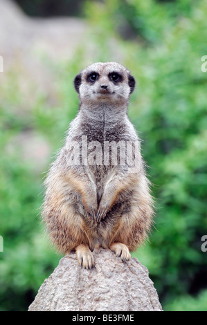 A close up shot of a meerkat (Suricata suricatta) on a blurred ...
