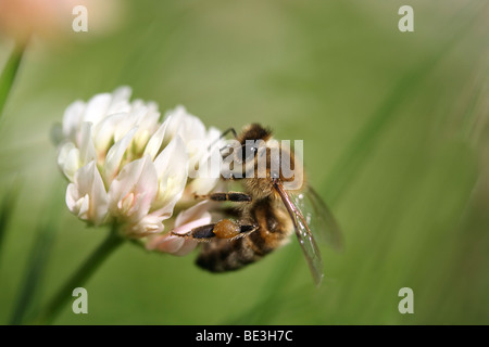 Macro Bee on White Clover (Trifolium repens Stock Photo - Alamy