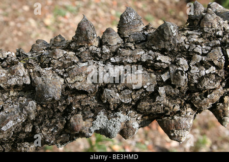 Knob-thorn tree (Acacia Nigrescens) against a clear blue sky, on ...