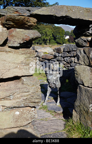 Statue of the dog Gelert, Beddgelert (Gelert's Grave) in the village of ...