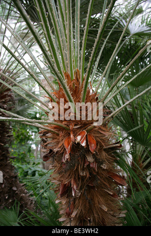 Chamaerops humilis, mediterranean fan palm, palm tree with green round small fruits, with fan ...