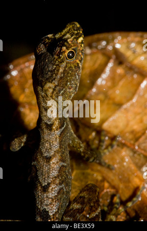 "Humble anole" (Anolis humilis) lizard in the montane rainforests of ...