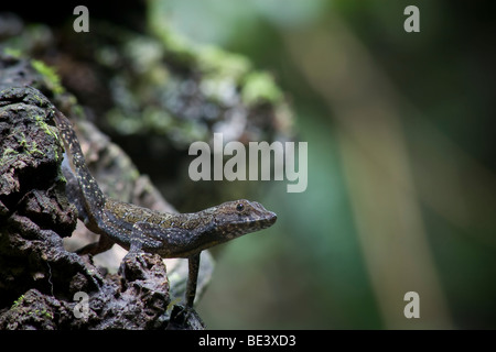 Anole lizard (Anolis sp.), photographed in Costa Rica Stock Photo - Alamy