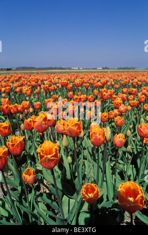 Orange tulip field Stock Photo - Alamy