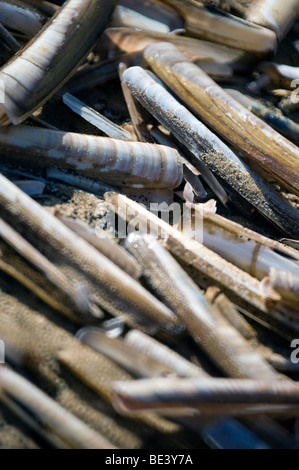 Razor Shells (Ensis arcuatus) on the beach at Titchwell, Norfolk, UK ...